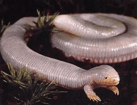 The Five Toed Worm Lizard Bipes Biporus A Worm Like Reptile With Two