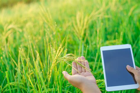 여성 농부 디지털 태블릿 컴퓨터와 여성 농경가 농부의 손에 쌀의 시브 이슬의 보케는 아침에 필드에 쌀 의 곡물에 방울 부드러운 초점 개념에 대한 스톡 사진 및 기타 이미지