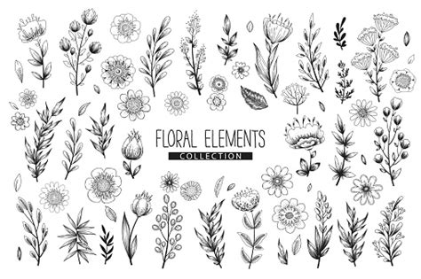 손으로 그린 꽃 나뭇가지와 허브가 흰색 배경에 고립 된 벡터 꽃 요소 컬렉션 인쇄 직물 벽지 카드에 대한 빈티지 식물 삽화 0명에 대한 스톡 벡터 아트 및 기타 이미지