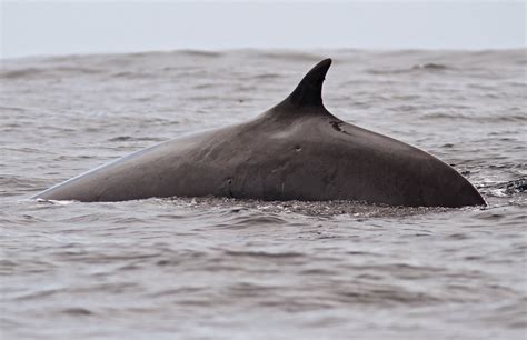 Non-Stop Birding: Fin Whales