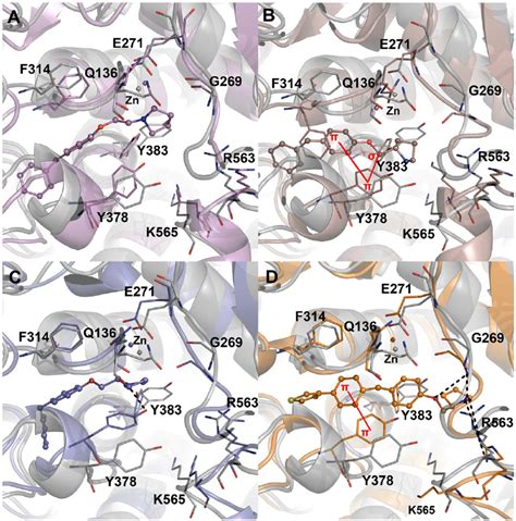Binding Modes And Molecular Interactions Of The Four Inhibitors A C5