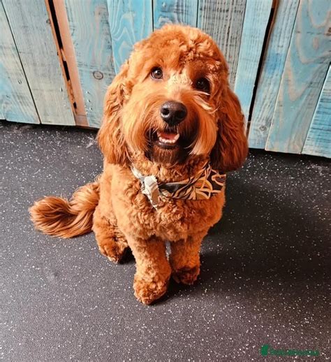 Cockapoo For Stud For Stud In Dundee Pets4homes