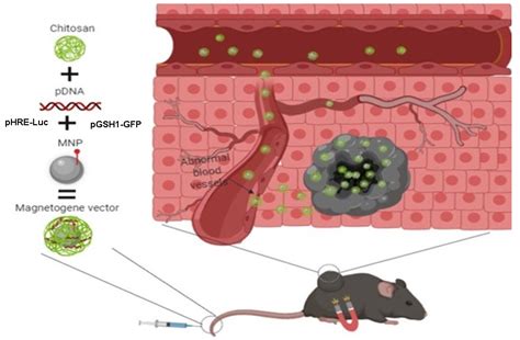 Systemic Delivery Of Magnetogene Nanoparticle Vector For Gene Expression In Hypoxic Tumors