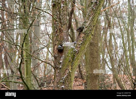 Tree Trees Covered With Snow Stock Photo Alamy