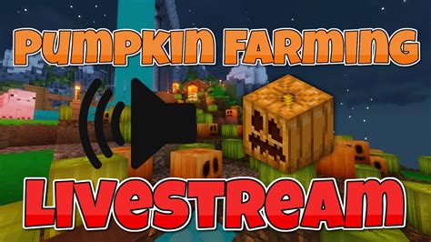 Pumpkin Farming Hypixel Skyblock Youtube