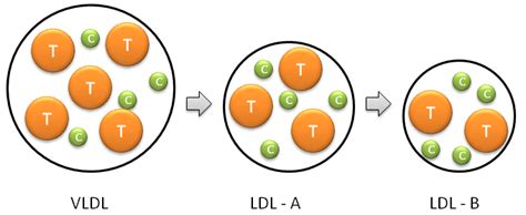 Bio 101 HDL And LDL Sweet Geek