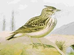 Alouette Bird New Ideas By Matt Weaver Wiki Fandom