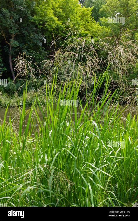 Glyceria Maxima Commonly Known As Great Manna Grass Reed Mannagrass