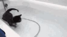 Sad Cat In Shower S Tenor
