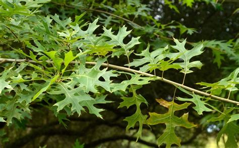Complete Guide On Identifying Oak Leaves And Tree With Pictures