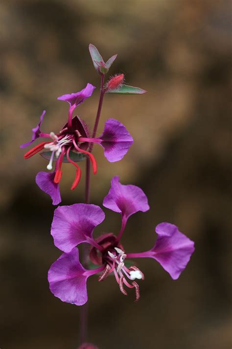 Clarkia Unguiculata — Wikipédia