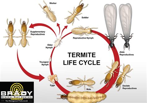 What Do Termites Look Like