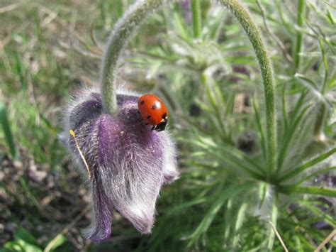 Roach Mo 715° Overcast