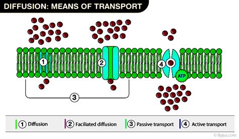 Diffusion Cell Membrane