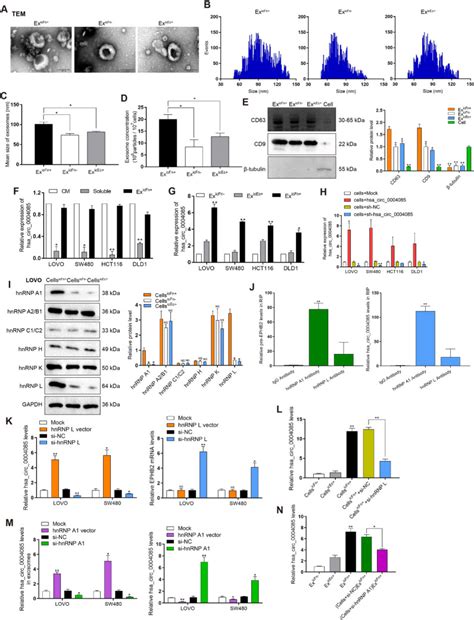 Exosomes Secreted By Fusobacterium Nucleatum Infected Colon Cancer Cells Transmit Resistance To