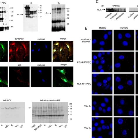 Correlation Between Cell Surface Ncl Localization And ␣ V ␤ 3 Download Scientific Diagram