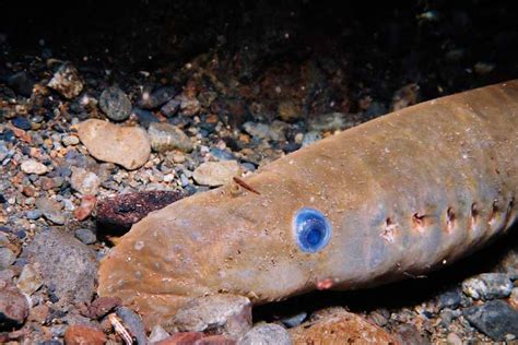 About Ifrmp Klamath Ifrmp