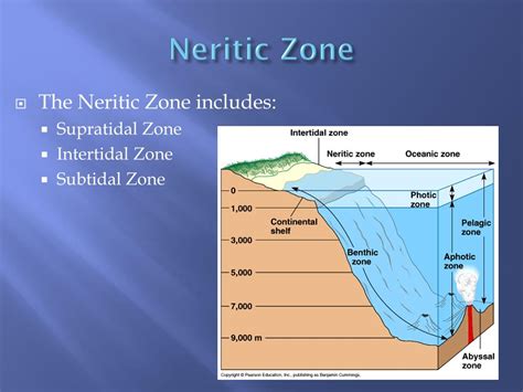 Different Tidal Zones At Shelly Hampton Blog