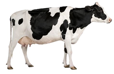 Cow PNG Transparent Images Free Download Pngfre Cow PNG Transparent Images Free Download Pngfre