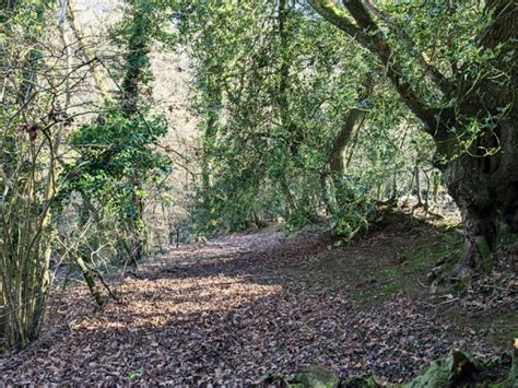 Oak Stream Wood Particulars