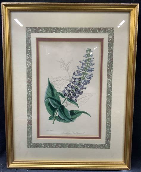 S Holden Del And Litho Antique Botanical Litho Auction