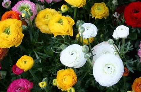 Do Rabbits Eat Ranunculus Rabbit And Deer Resistant Garden Flowers