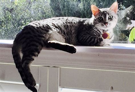 The Ten Fastest And Most Athletic Cat Breeds On The Planet Cat Authors
