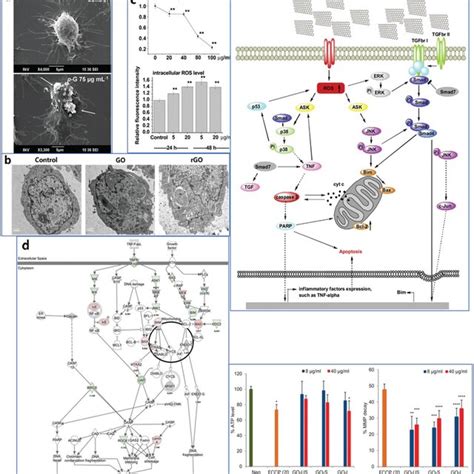Typical Functional Analysis Techniques Were Utilized To Examine The