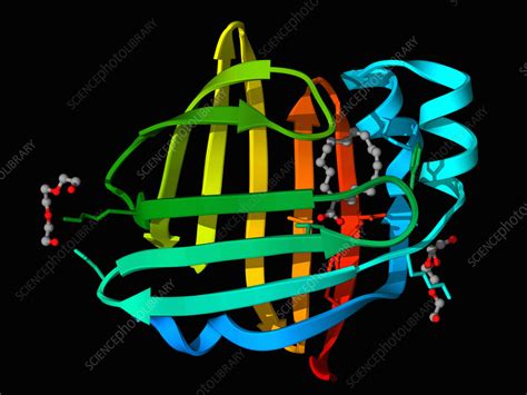 Heart Fatty Acid Binding Protein Complex Illustration Stock Image