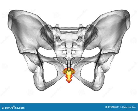 Anatomy Of The Coccyx Bone Showcasing Its Intricate Details And