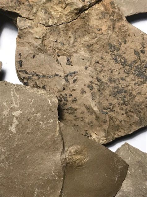 Seed Fossil Fossil ID The Fossil Forum