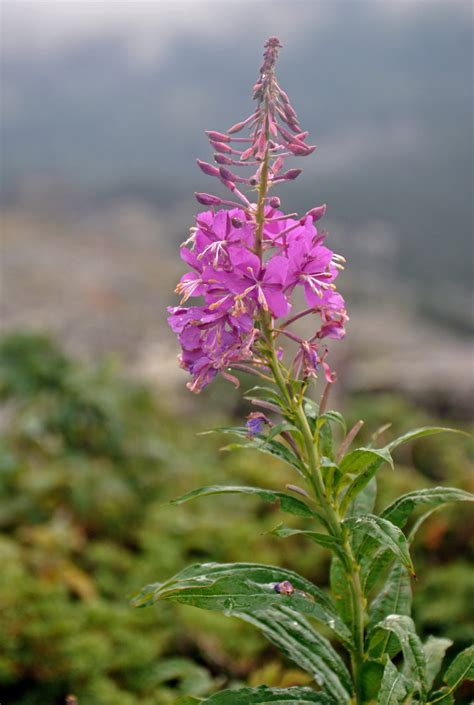 Chamaenerion Angustifolium Изображение особи Плантариум