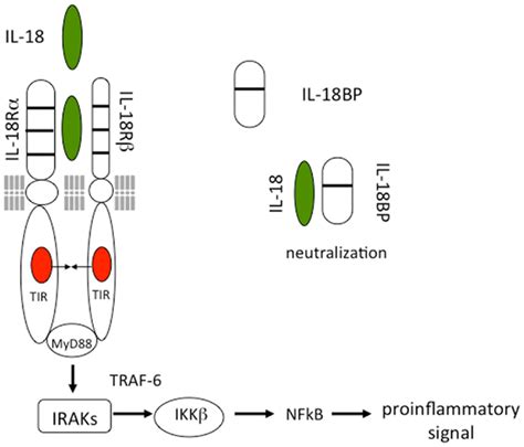 Frontiers Interleukin 18 And Il 18 Binding Protein Immunology