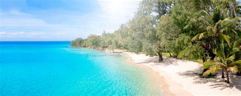 Beach Trees Images Browse 938 Stock Photos Vectors And Video Adobe Stock