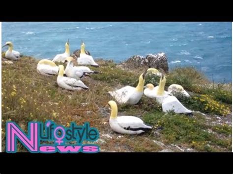 Nigel The Gannet Dies Alone After Living Years With Concrete Decoys
