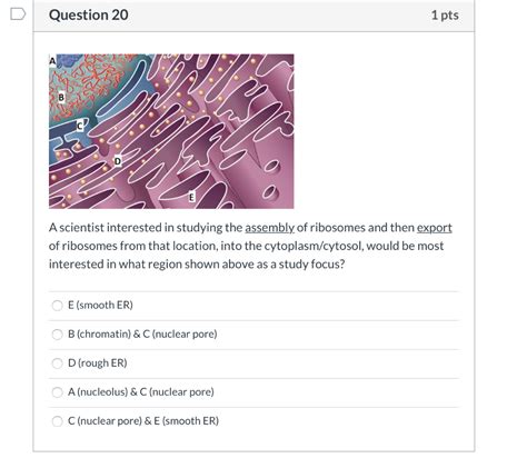 Solved Question 20 1 Pts A Scientist Interested In