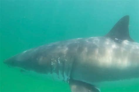 Terrifying Footage Shows Great White Near Us Beach After Brutal Shark