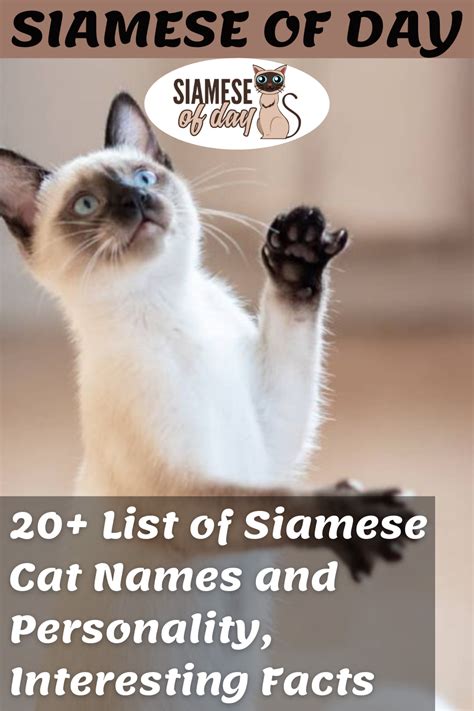 20 List Of Siamese Cat Names And Personality Interesting Facts Artofit