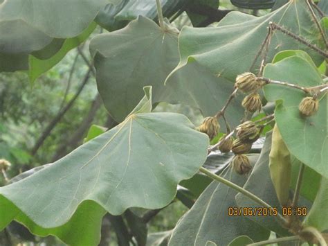 Hibiscus Macrophyllus Eflora Of India