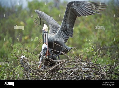 Brown Pelican Pelecanus Occidentalis Pair Mating At Nest Urvina Bay Isabela Island