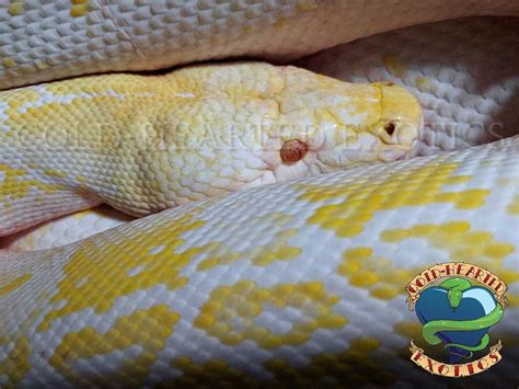 50 Madu Amel Reticulated Python By Cold Hearted Exotics Morphmarket