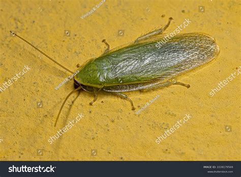 Cockroach Pictures