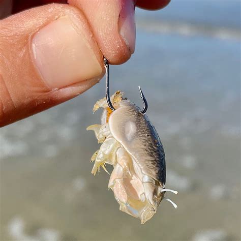 Finding And Using Sand Crabs The Best Bait For Surf Fishing