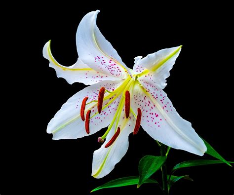 Lily Blossom Bloom Free Photo On Pixabay Pixabay