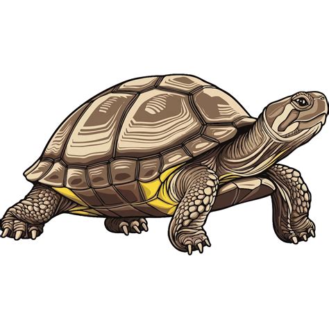 Realistic Turtle Design 56916725 Vector Art At Vecteezy