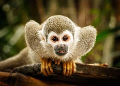 12 Facts About The Golden Monkey Of Central Africa Cercopithecus