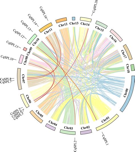 Analysis Of Interchromosomal Fragment Duplication Of Spl Genes In The