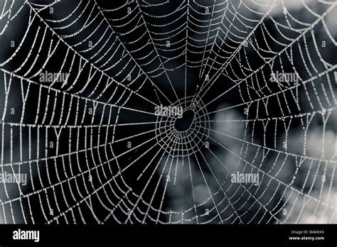 Close Up Of An Empty Cobweb Stock Photo Alamy