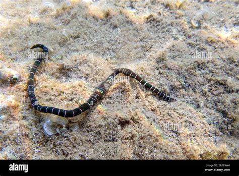 Very Rare Imge Of Banded Bootlace Sea Worm Notospermus Geniculatus