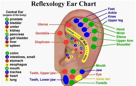 Ear Chart For Reflexology Educational Chart Resources